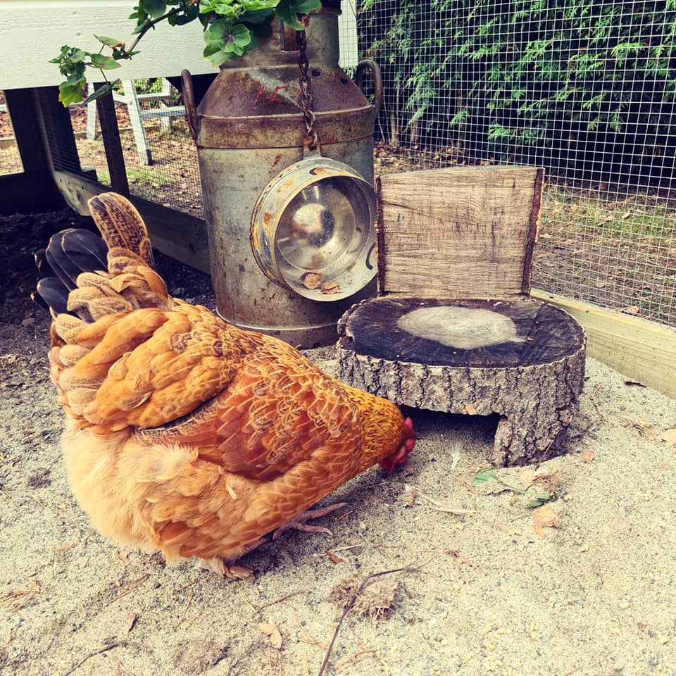 Our Scandinavian Chicken Coop Reveal