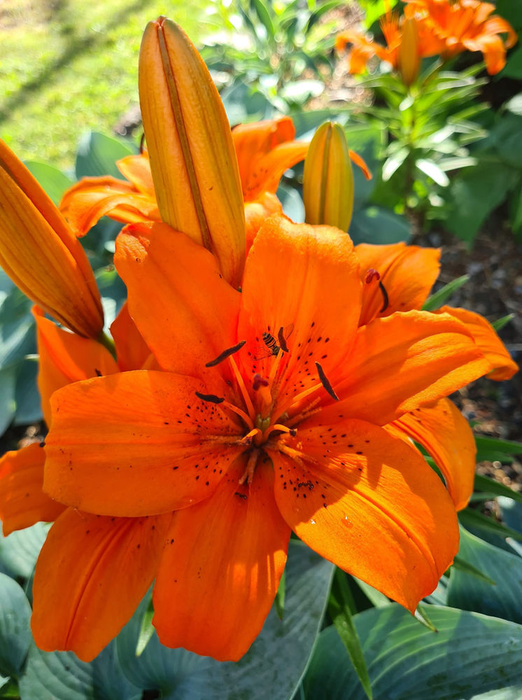 10 Plants Beloved in Nordic Gardens