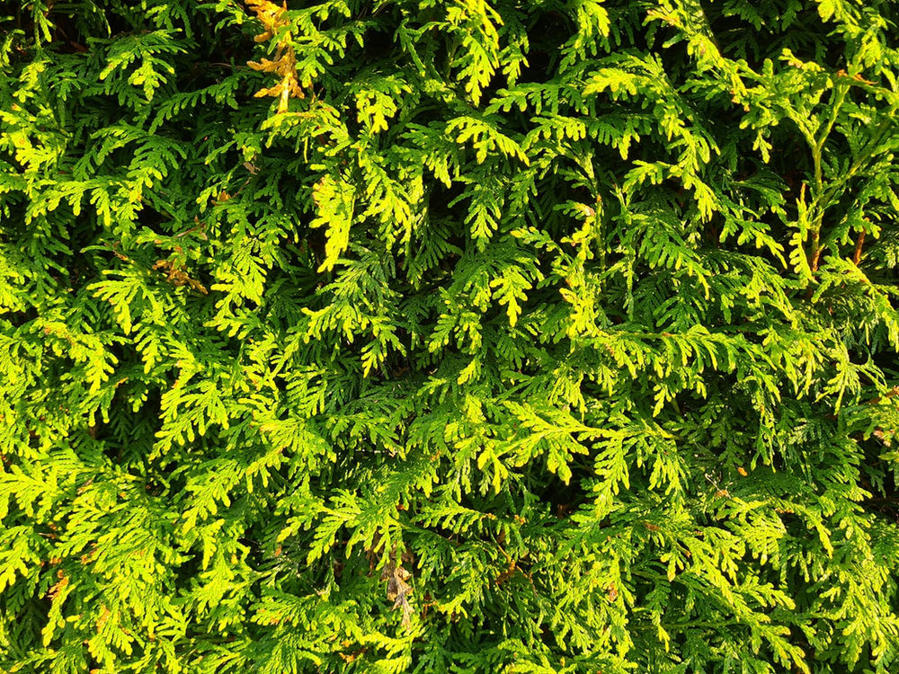 10 Plants Beloved in Nordic Gardens