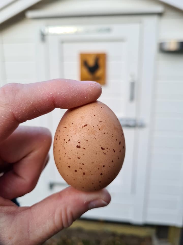Our Scandinavian Chicken Coop Reveal