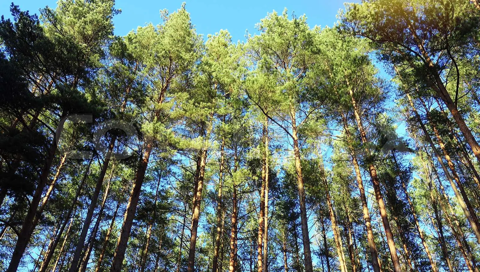 TIMBER | State Line Minerals