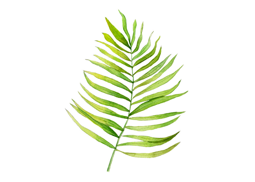 Sasha Solomon Art | Watercolor Illustration