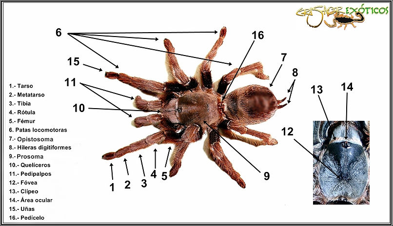 Las tarántulas | crisaor