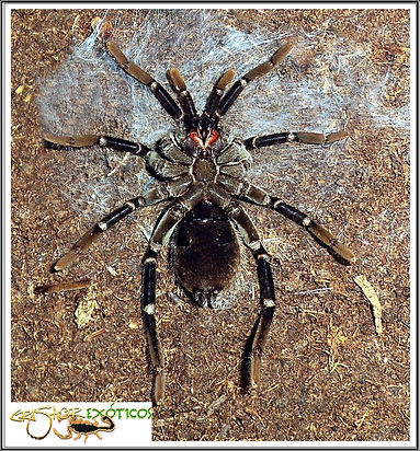 La ecdisis o muda | crisaor