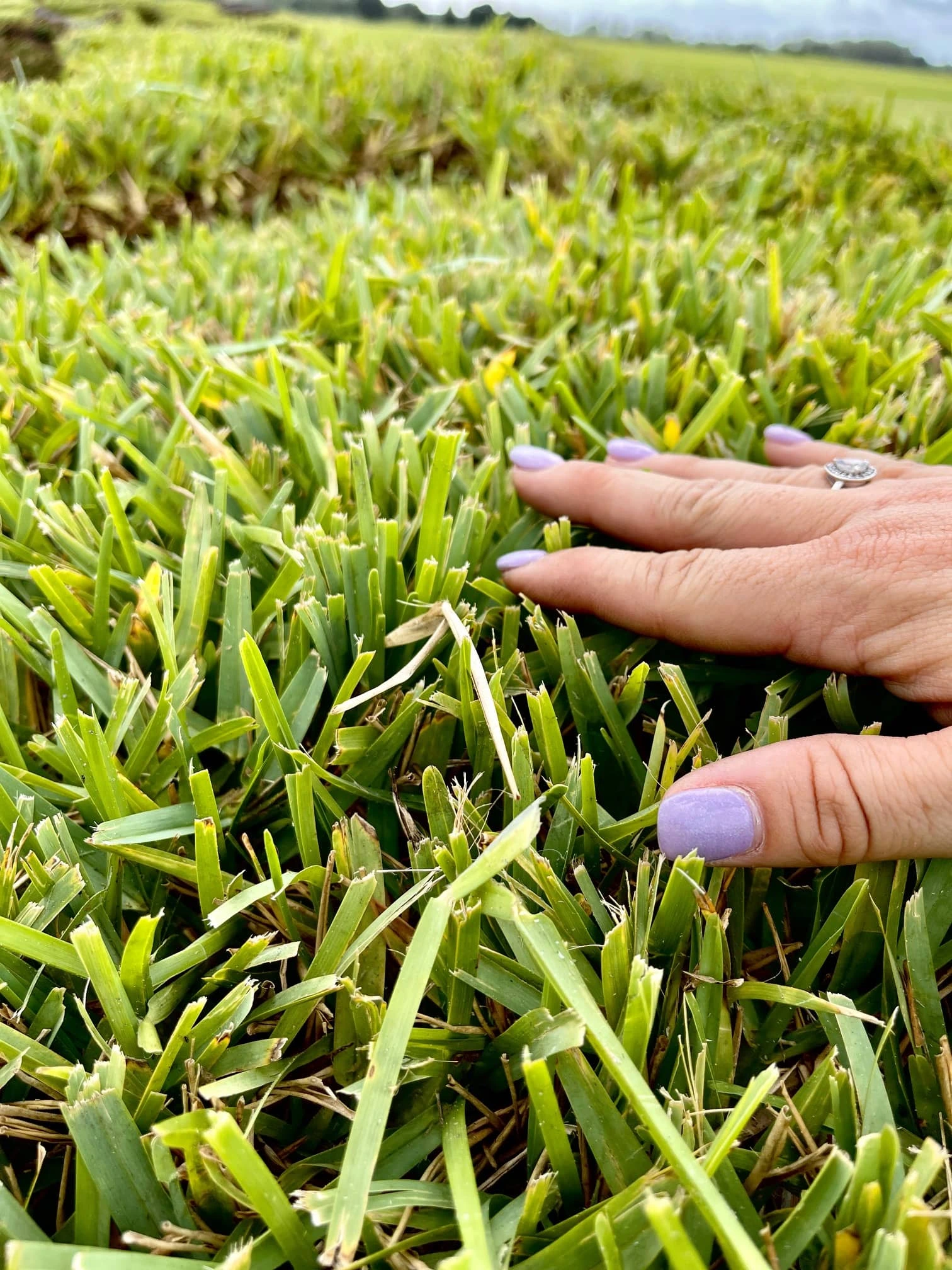 Sodding Near Homosassa Fl | Circle T Sod Farms | Sod Installation