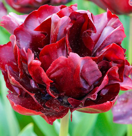 This lavish double tulip boasts layers of velvety, deep purple-red ...
