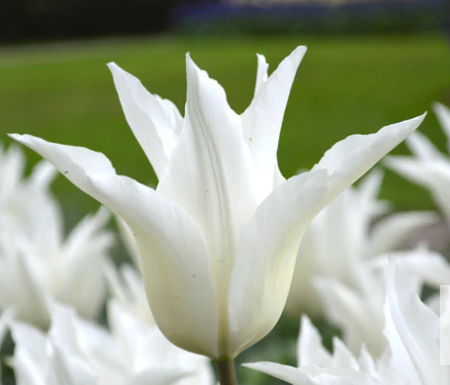 A triumph in elegant snow-white, this superb lily-flowering tulip ...