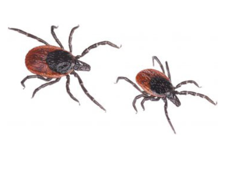 Lone Star Tick Illnesses: STARI & Anti-gal Syndrome