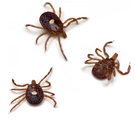 Lone Star Tick Illnesses: STARI & Anti-gal Syndrome