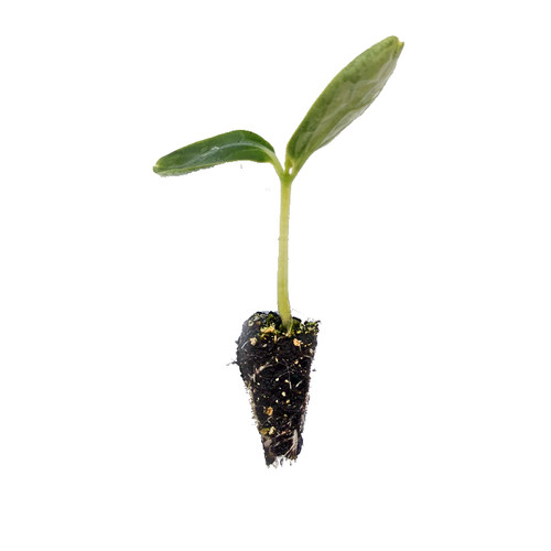 Cucumber Seedling, 6 pcs | Corridor Farmers