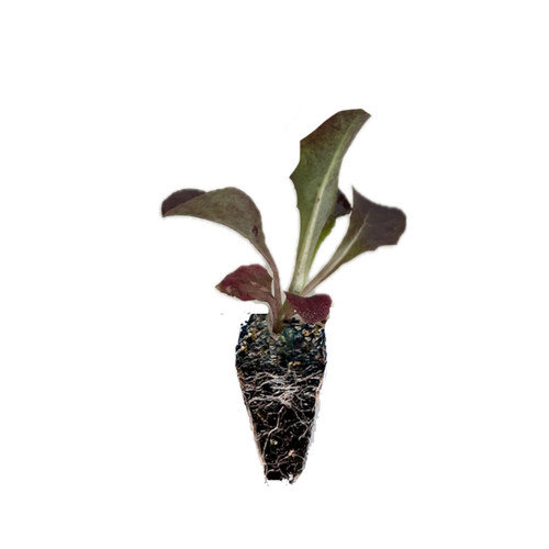 Red Batavia Seedling, 8 pcs | Corridor Farmers