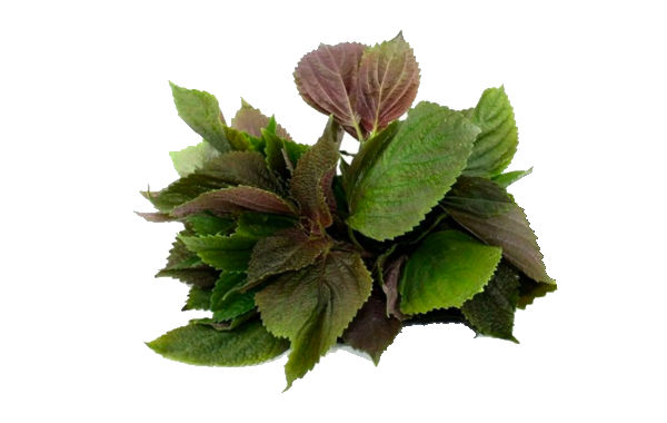 Red Shiso Perilla