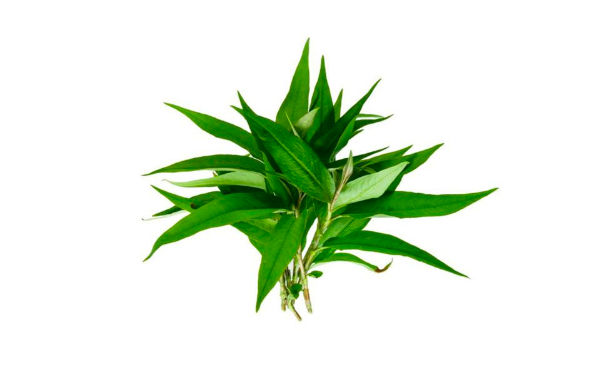 Laksa Leaf