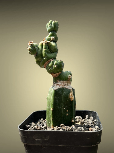 Myrtillocactus Geometrizans Monstrose Stacker (graft) #0229 EXACT PLANT ...