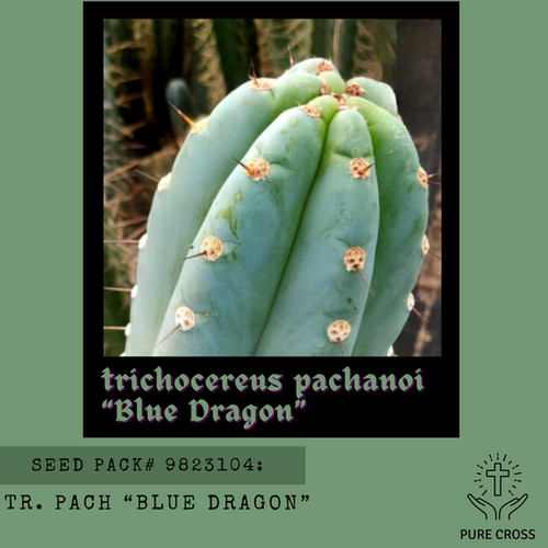 Peru "Blue Dragon" - Trichocereus Seed | Unicorn Cactus