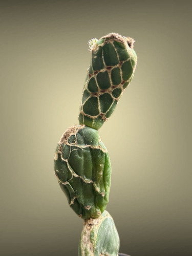 Opuntia Reticulata 'Cobra' | Unicorn Cactus