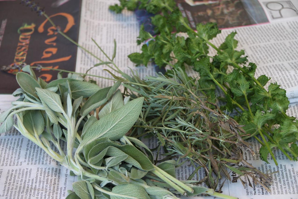 Why you should start burning sage. Sage Smudging facts and uses. (Extended)