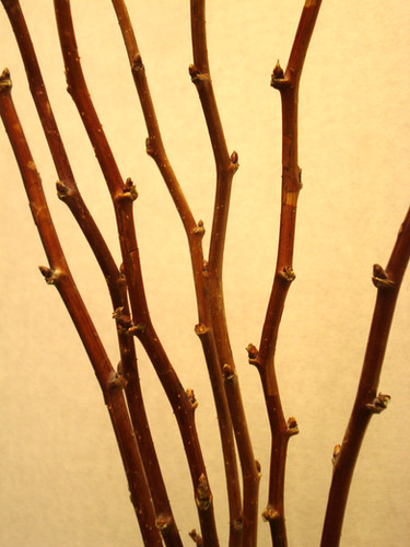 Raspberry Stems/10 | The Wreath Factory