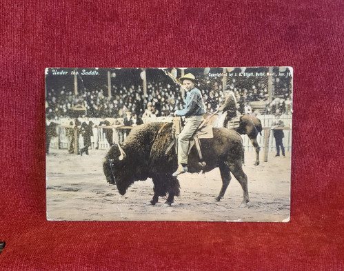BUTTE MT MAN RIDING A BUFFALO 1906 | MT Vintage Goods LLC