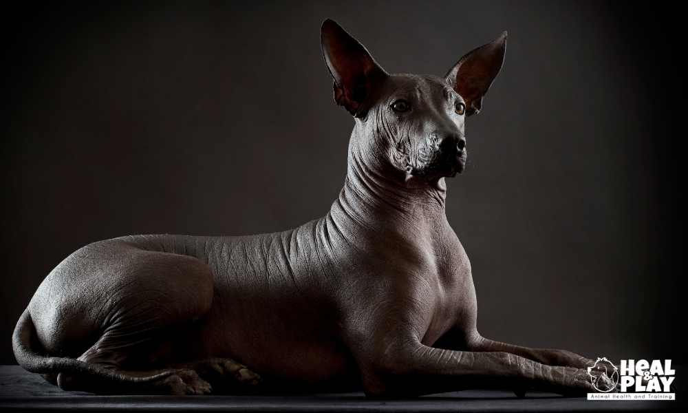 La leyenda del Xoloitzcuintle y el Día de Muertos.
