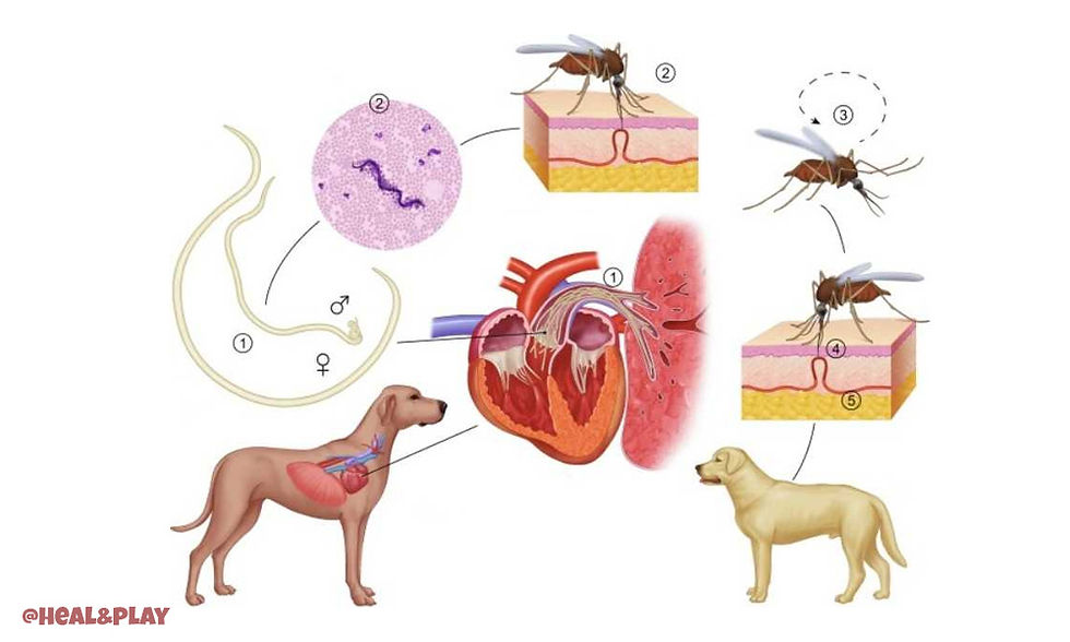 Se Reproducen Los Gusanos Del Corazón En Los Perros