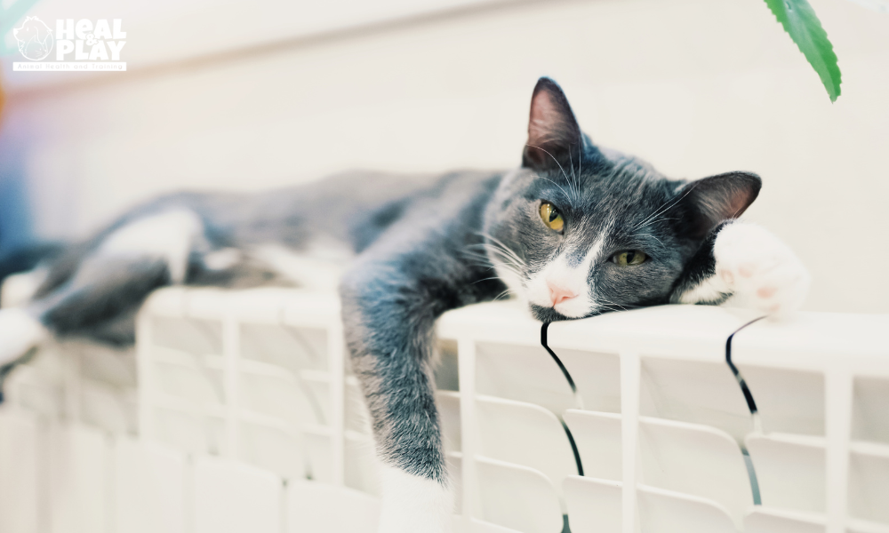 ¿Cómo cuidar a tu GATO del CALOR?