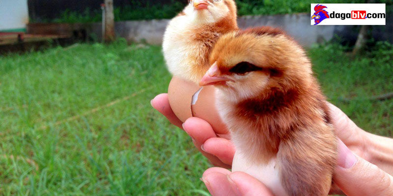 Top 3 Loại Bệnh Thường Gặp Ở Gà Con 1 Tháng Tuổi