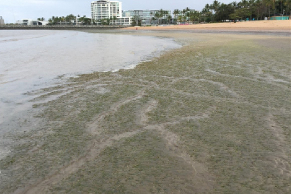 Seagrass monitoring a success 17 years on