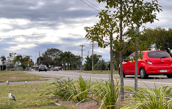 Townsville City Council: ‘Water smart’ trees