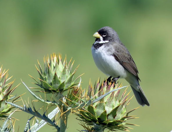 Coleiro, Coleirinho ou Papa Capim de Coleira - Criadores, Filhotes ...