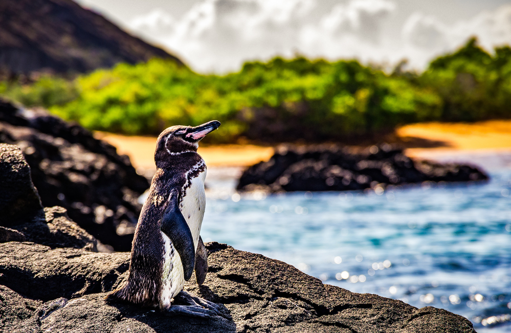 The Best Way To Visit The Galapagos Islands the-best-way-to-visit-the-galapagos-islands
