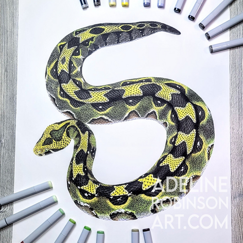 Ethiopian Mountain Viper - Bitis parviocula | Adeline Robinson Art