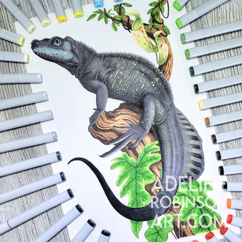 Sulawesi Sailfin Dragon - Hydrosaurus celebensis | Adeline Robinson Art