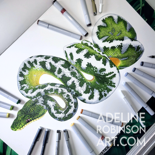 Amazon Basin Emerald Tree Boa - Corallus batesii | Adeline Robinson Art