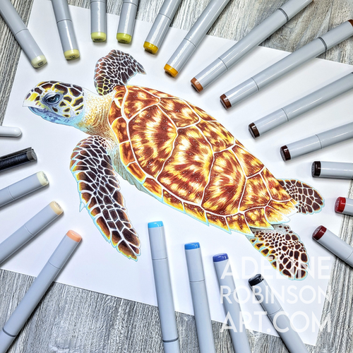 Hawksbill Sea Turtle - Eretmochelys imbricata | Adeline Robinson Art