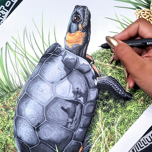 Bog Turtle - Glyptemys muhlenbergii | Adeline Robinson Art
