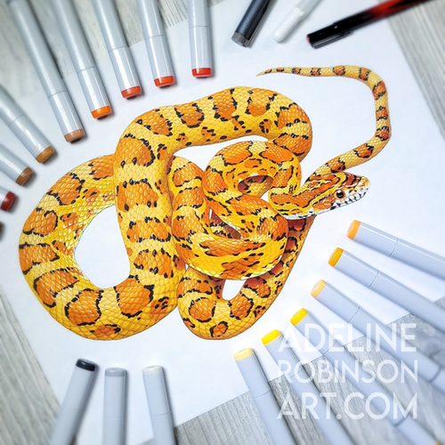 Corn Snake - Pantherophis guttatus | Adeline Robinson Art