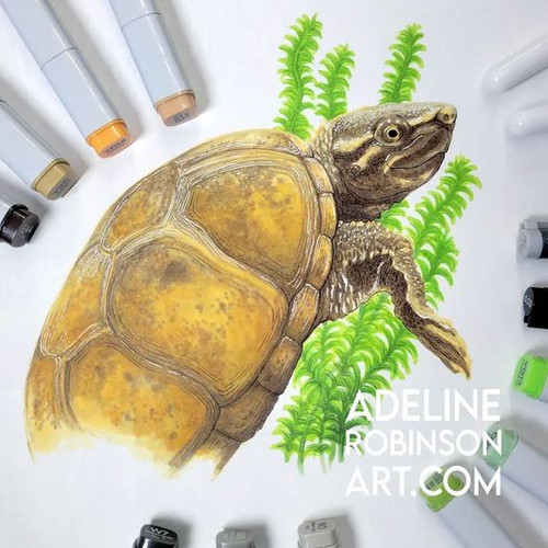 Common Musk turtle - Sternotherus odoratus | Adeline Robinson Art