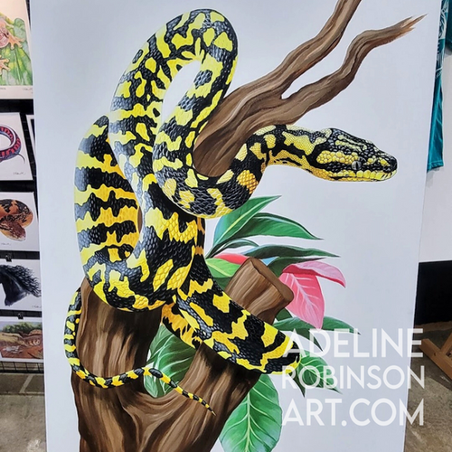 Jungle Carpet Python - Morelia spilota cheynei | Adeline Robinson Art