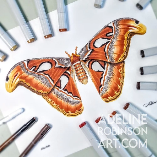 Atlas Moth - Attacus atlas | Adeline Robinson Art