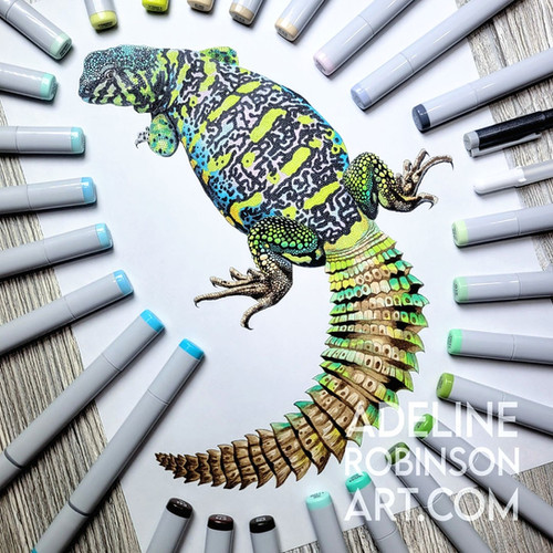 Ornate Uromastyx - Uromastyx ornata | Adeline Robinson Art