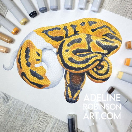 Pied Ball Python - Python regius | Adeline Robinson Art