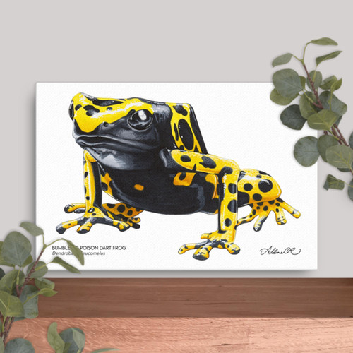 Bumblebee poison dart frog - Dendrobates leucomelas 24x36 Canvas Print ...