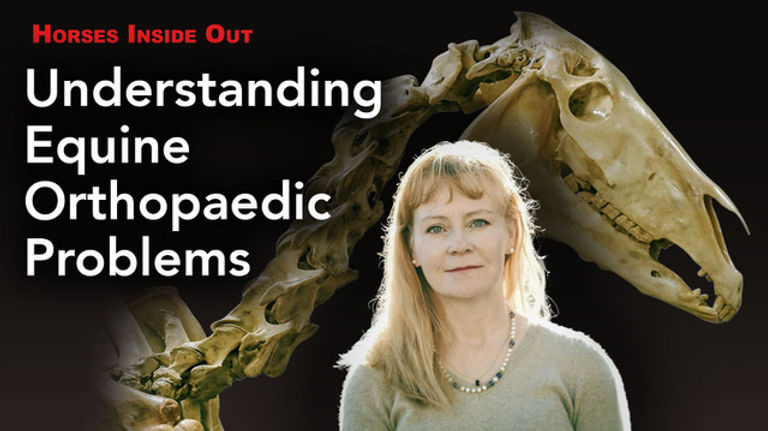 Learn more about Equine Orthopaedics & Lameness with Dr Jessica Kidd