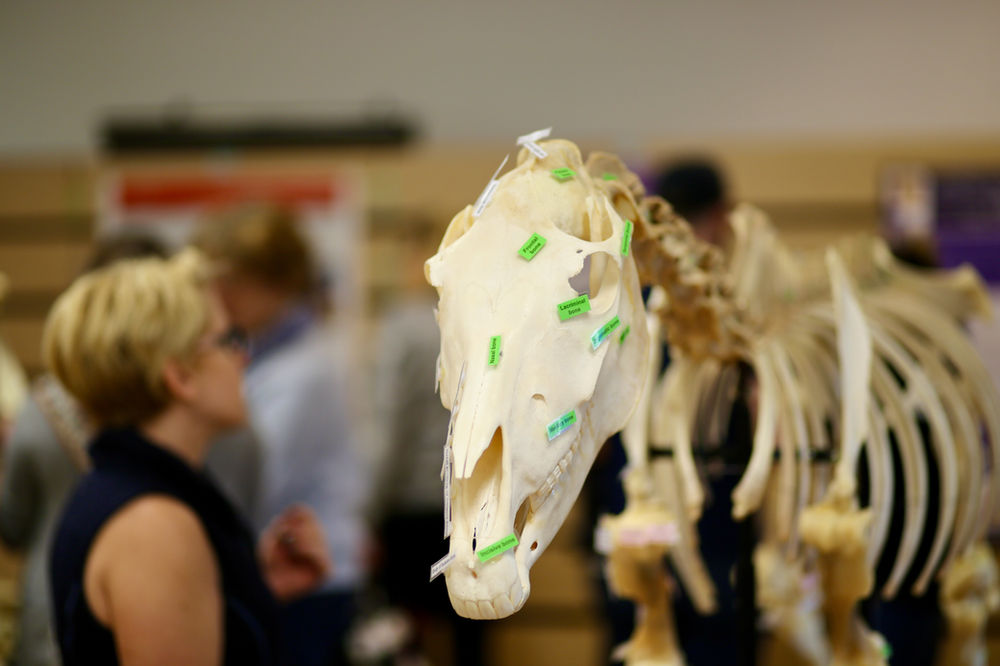 2020 Anatomy Exhibition