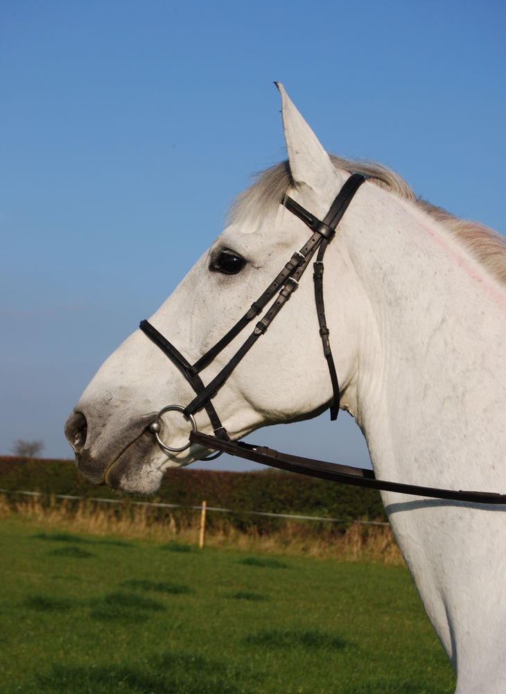Why Bit and Bridle Fit are Key to Your Horse's Welfare