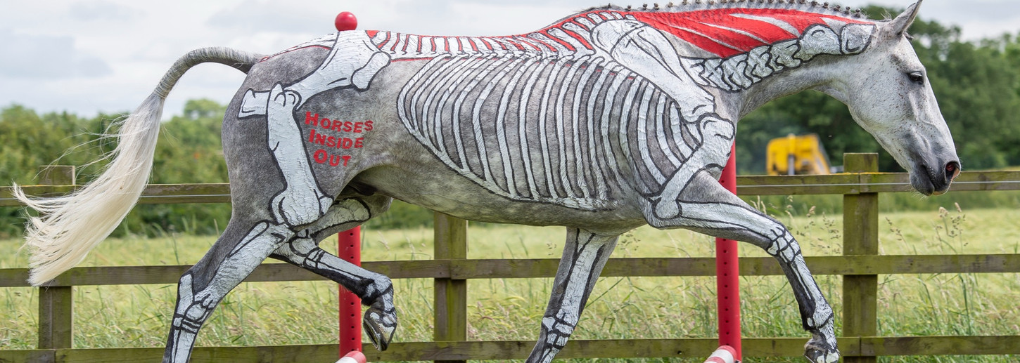 Anatomy in Action | Multimedia Book | Equine Biomechanics Course ...