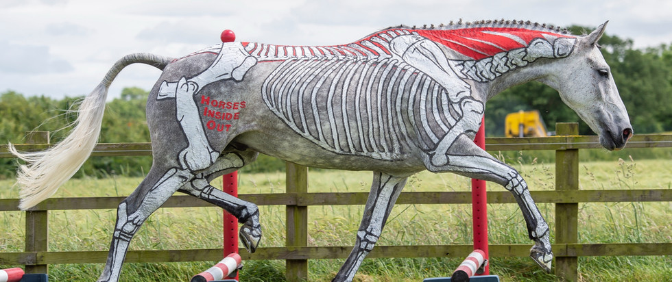 Anatomy in Action | Multimedia Book | Equine Biomechanics Course ...