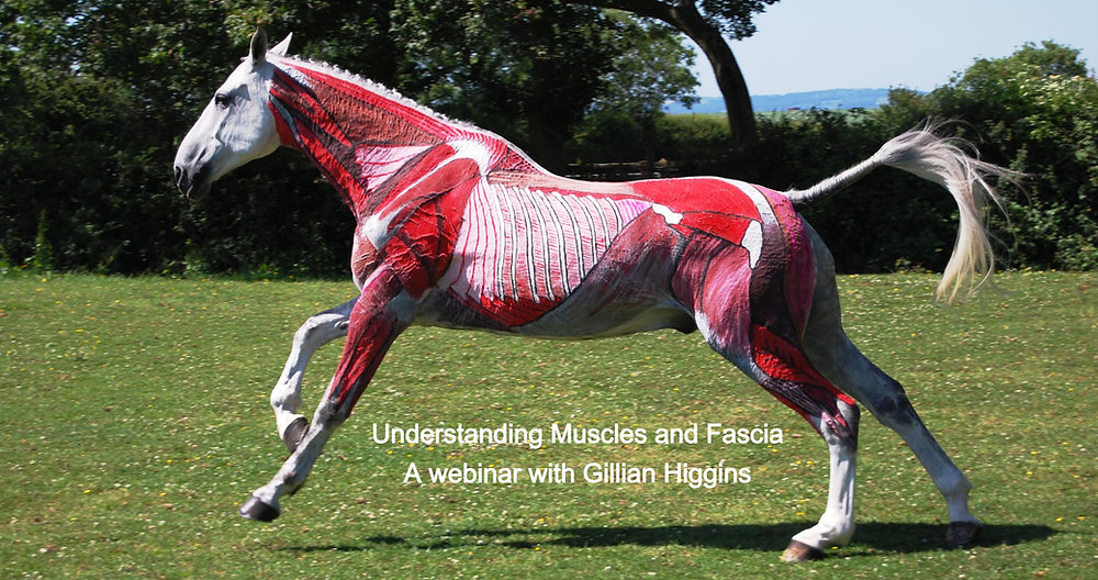 Understanding Muscles and Fascia