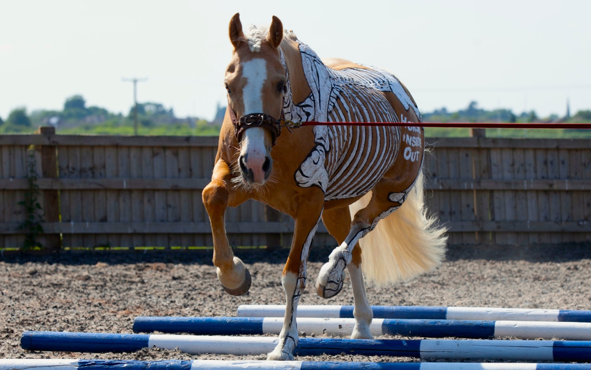 Poles for Posture with Gillian Higgins | Horses Inside Out Poles for Posture with Gillian Higgins | Horses Inside Out